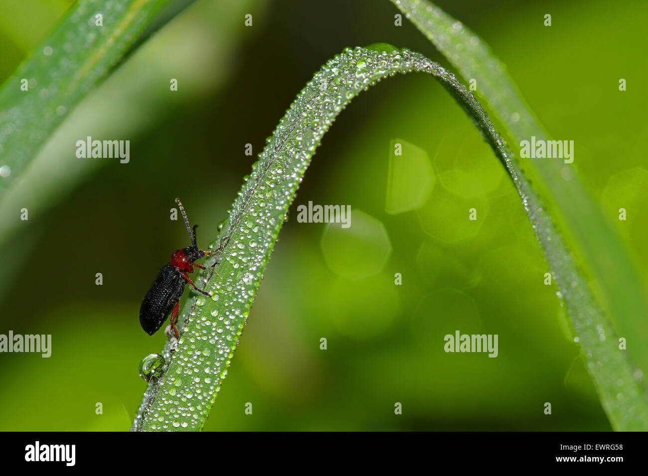 Insect grass hi-res stock photography and images - Alamy