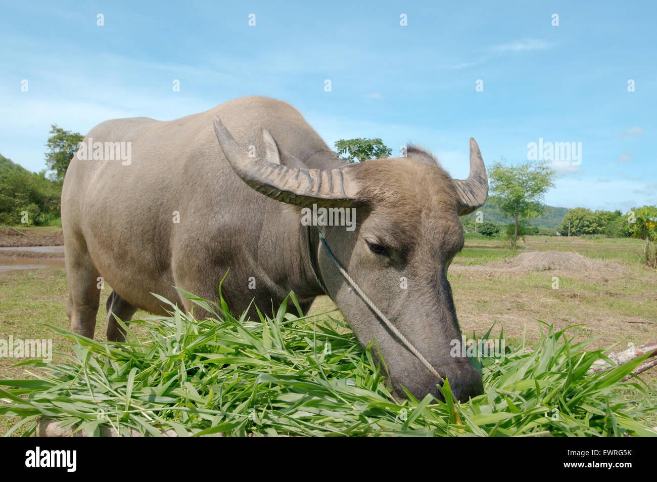Water buffalo or domestic Asian water buffalo (Bubalus bubalis Stock ...
