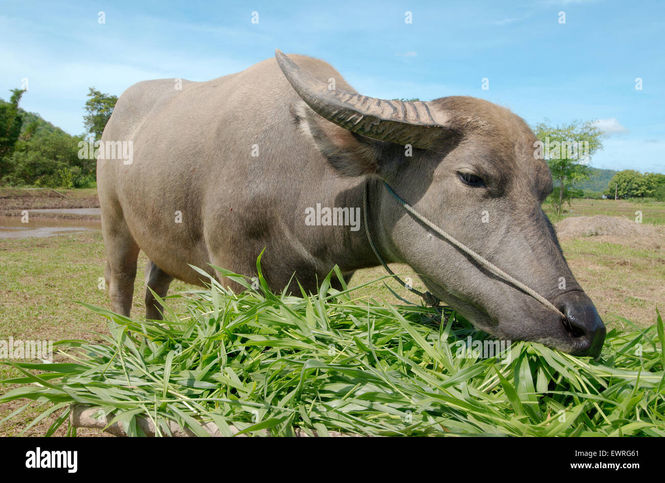 Water buffalo or domestic Asian water buffalo (Bubalus bubalis Stock ...