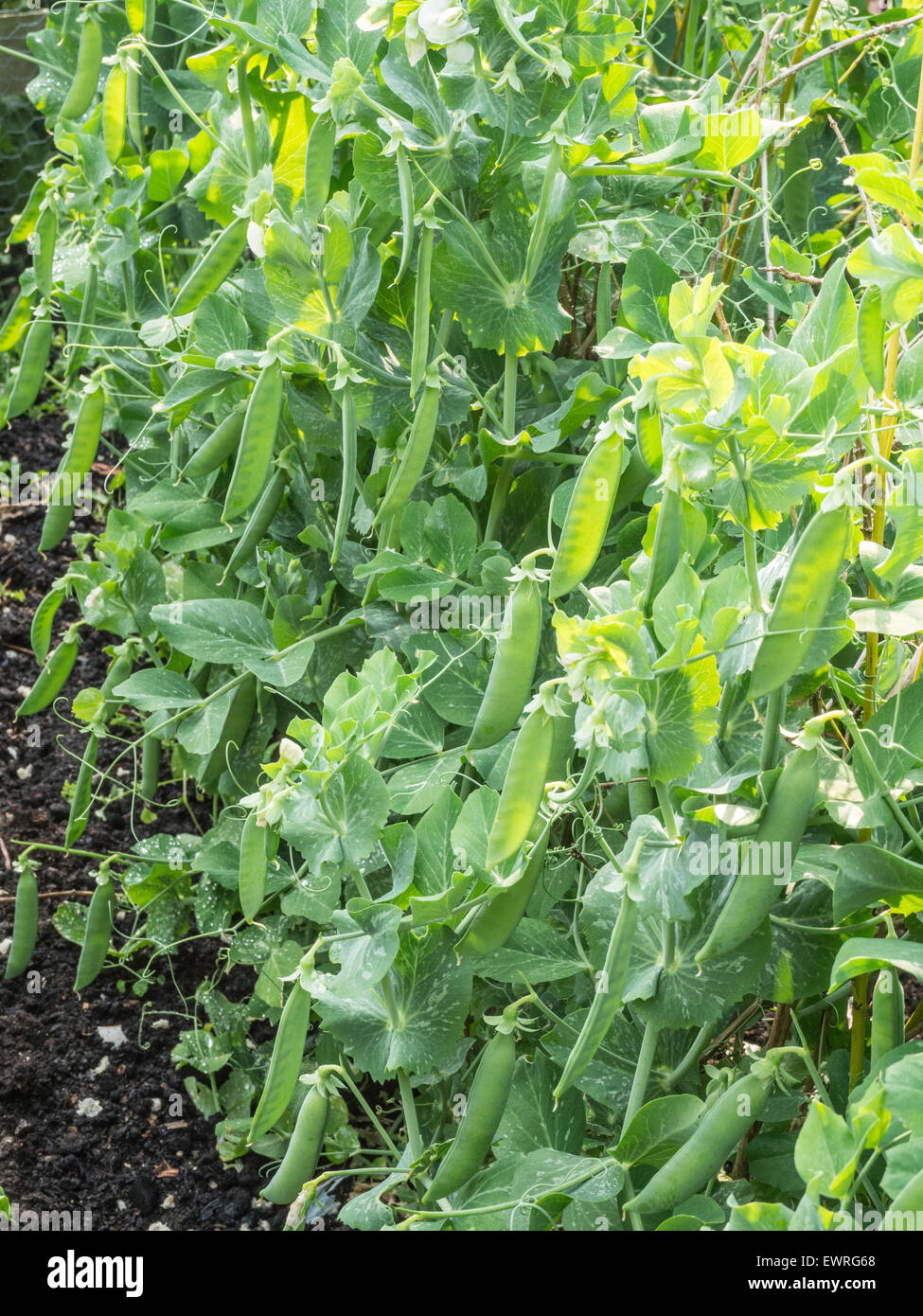 Garden pea 'Meteor' Stock Photo - Alamy