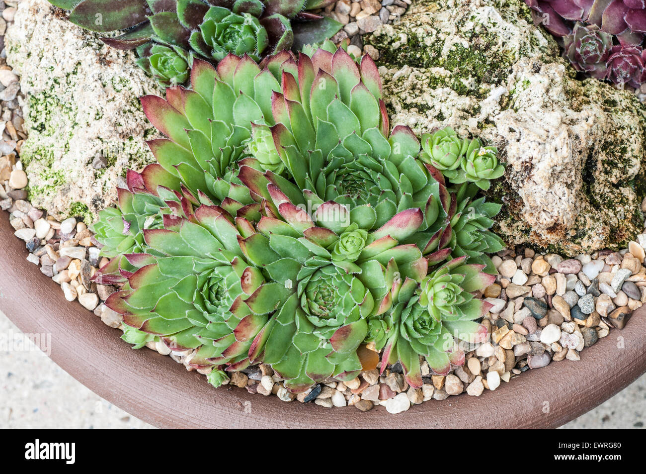 The blue boy hi-res stock photography and images - Alamy