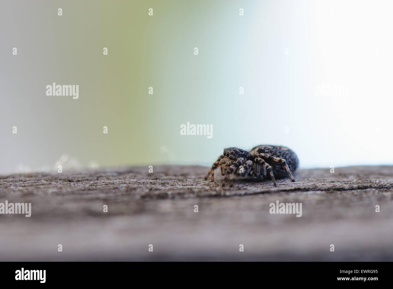 Green jumper spider hi-res stock photography and images - Alamy