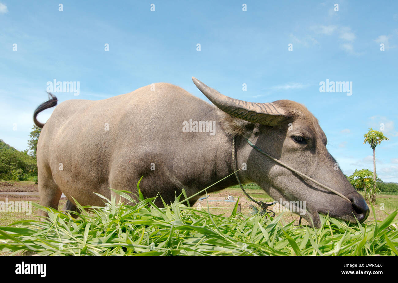 Water buffalo or domestic Asian water buffalo (Bubalus bubalis Stock ...