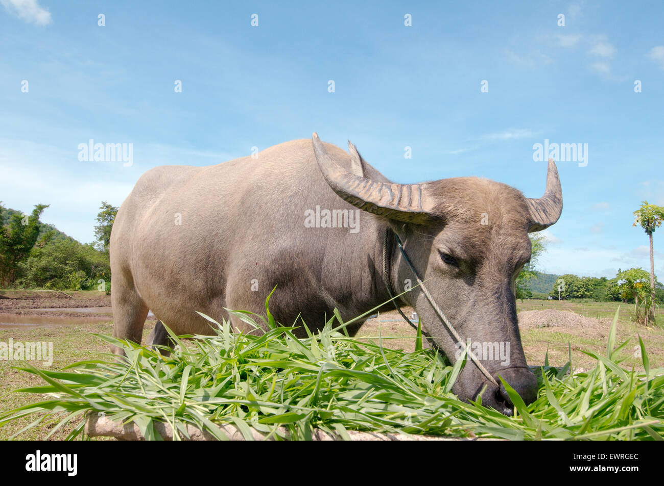 Animals animal bos bubalus arnee hi-res stock photography and images ...