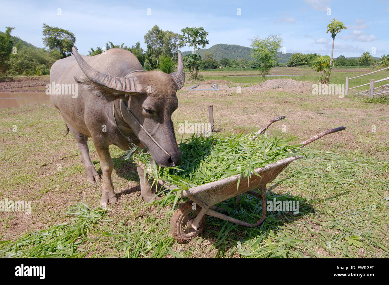 Bos bubalis hi-res stock photography and images - Alamy