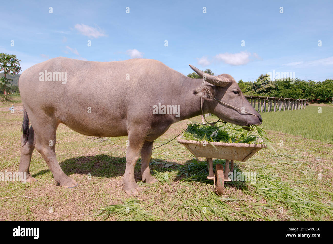 Water buffalo or domestic Asian water buffalo (Bubalus bubalis Stock ...