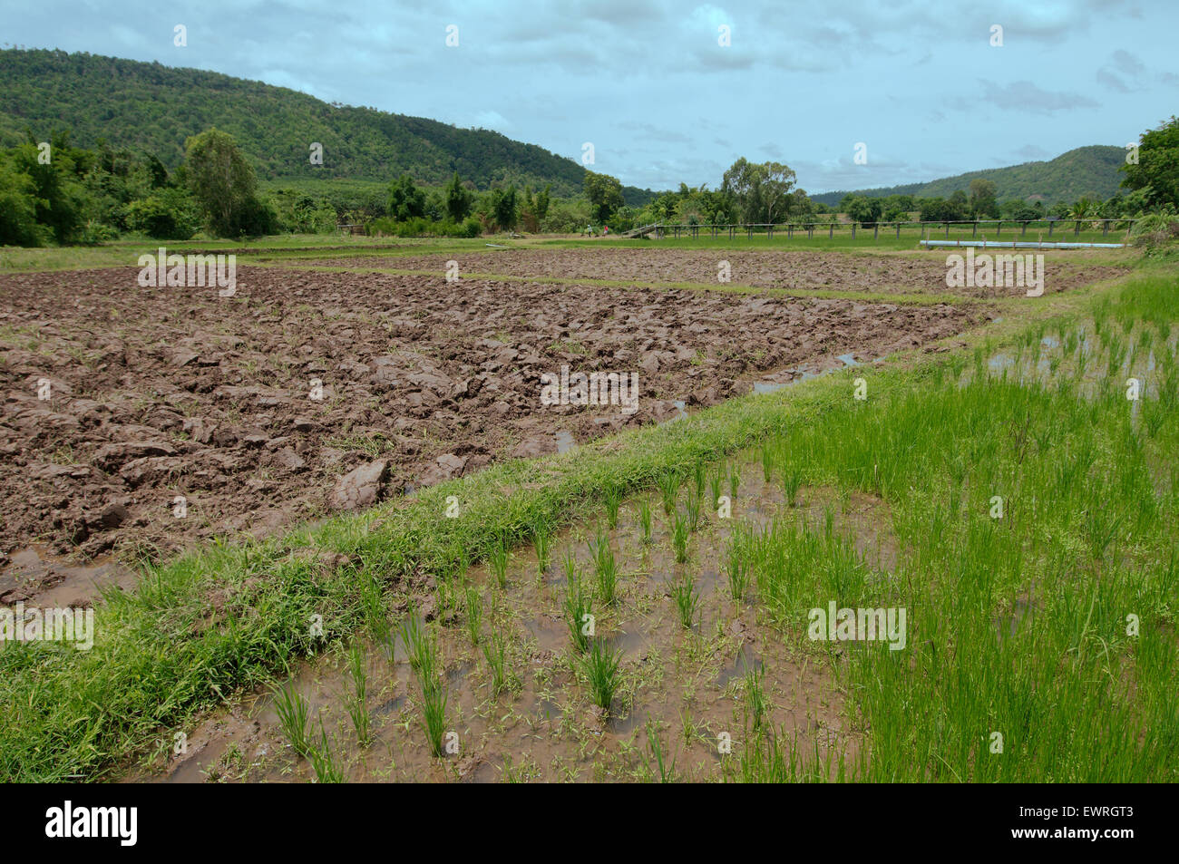 Sowing rice field hi-res stock photography and images - Alamy