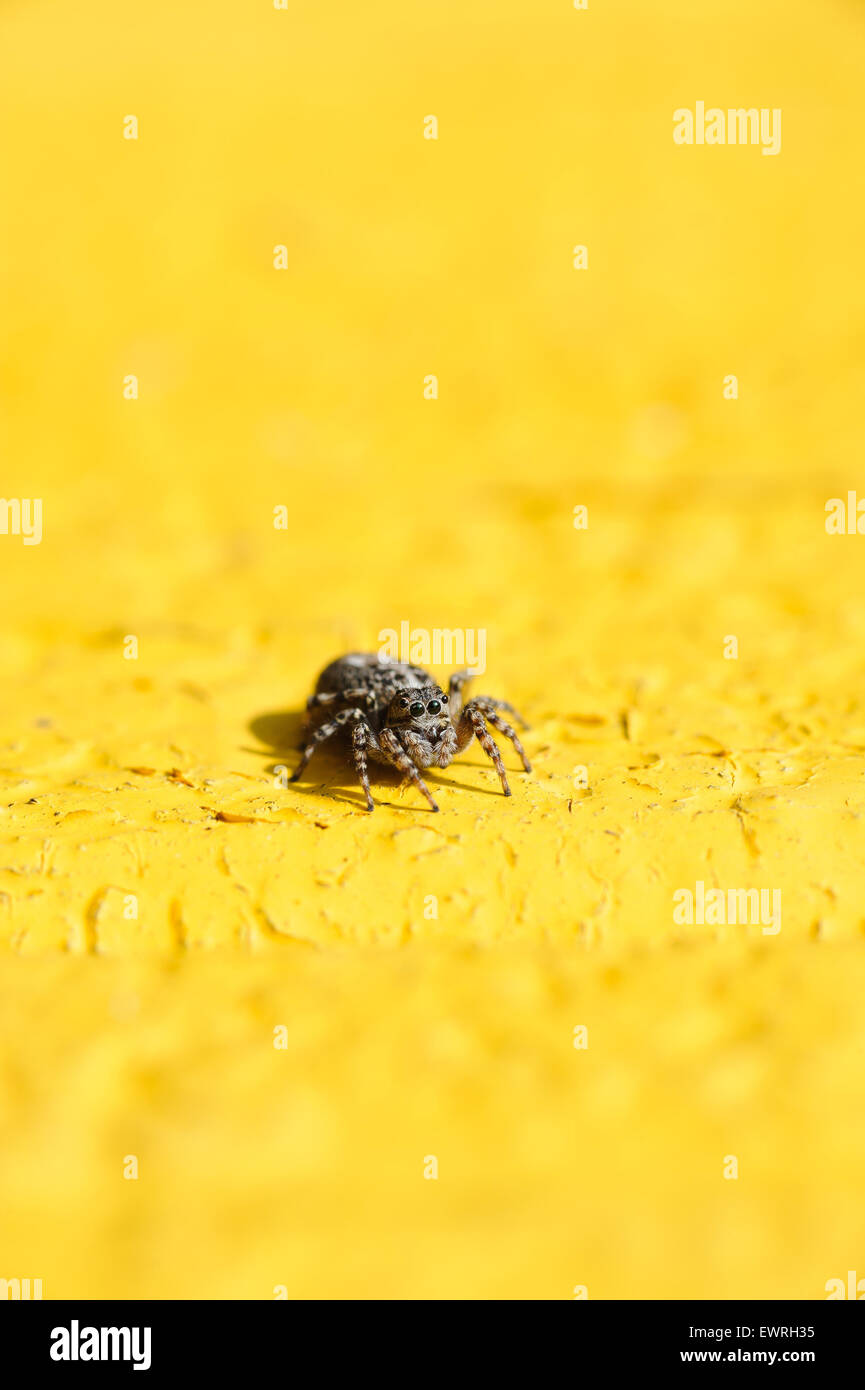close up photograph of jumper spider on cracked yellow paint Stock ...