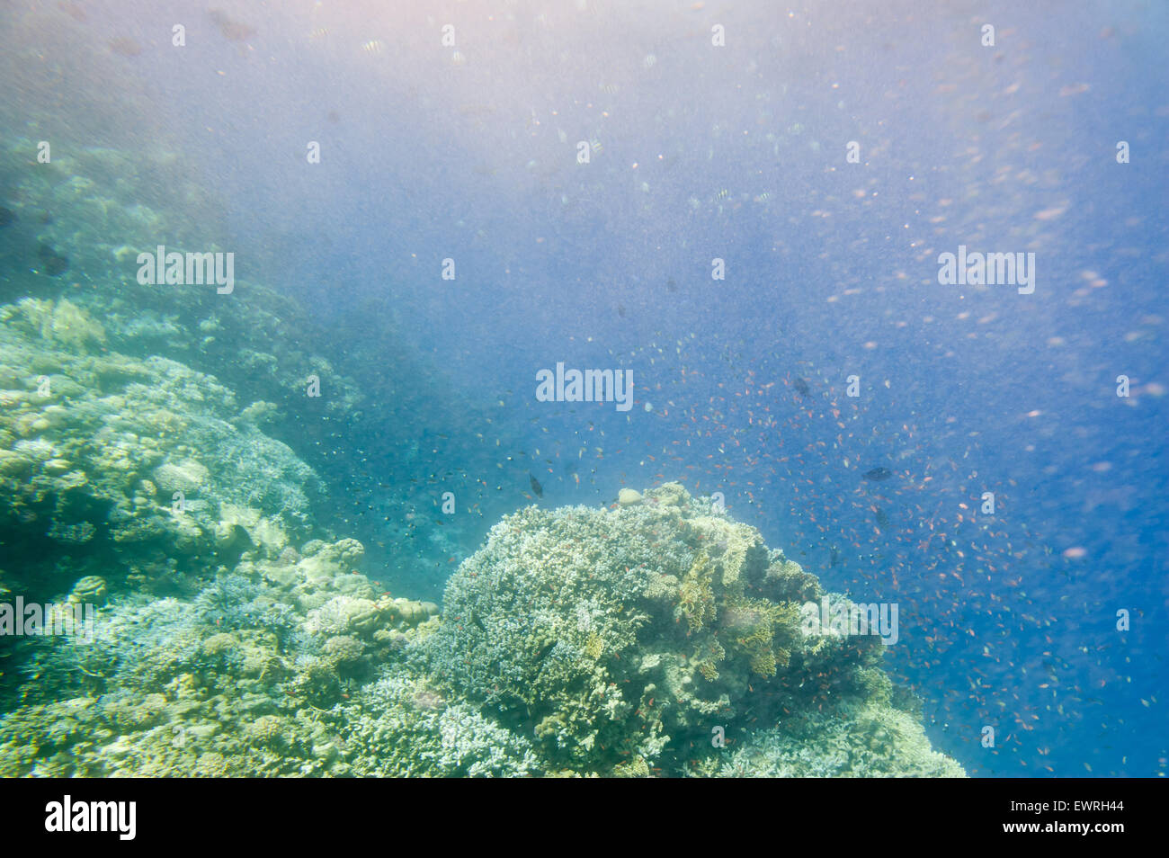Underwater coral reef and air bubbles left propeller boats. Red Sea ...