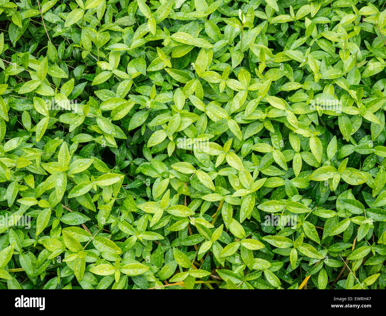 Vinca Minor Leaves