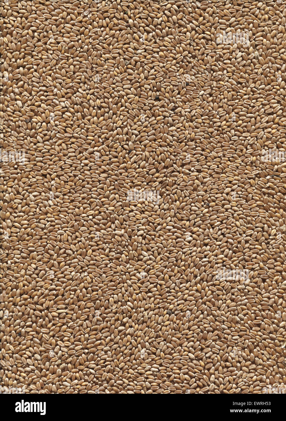 Close up background of wheat Stock Photo - Alamy