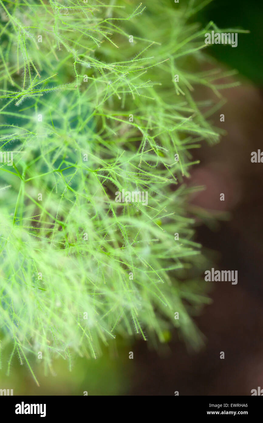 Stylish plant hi-res stock photography and images - Alamy