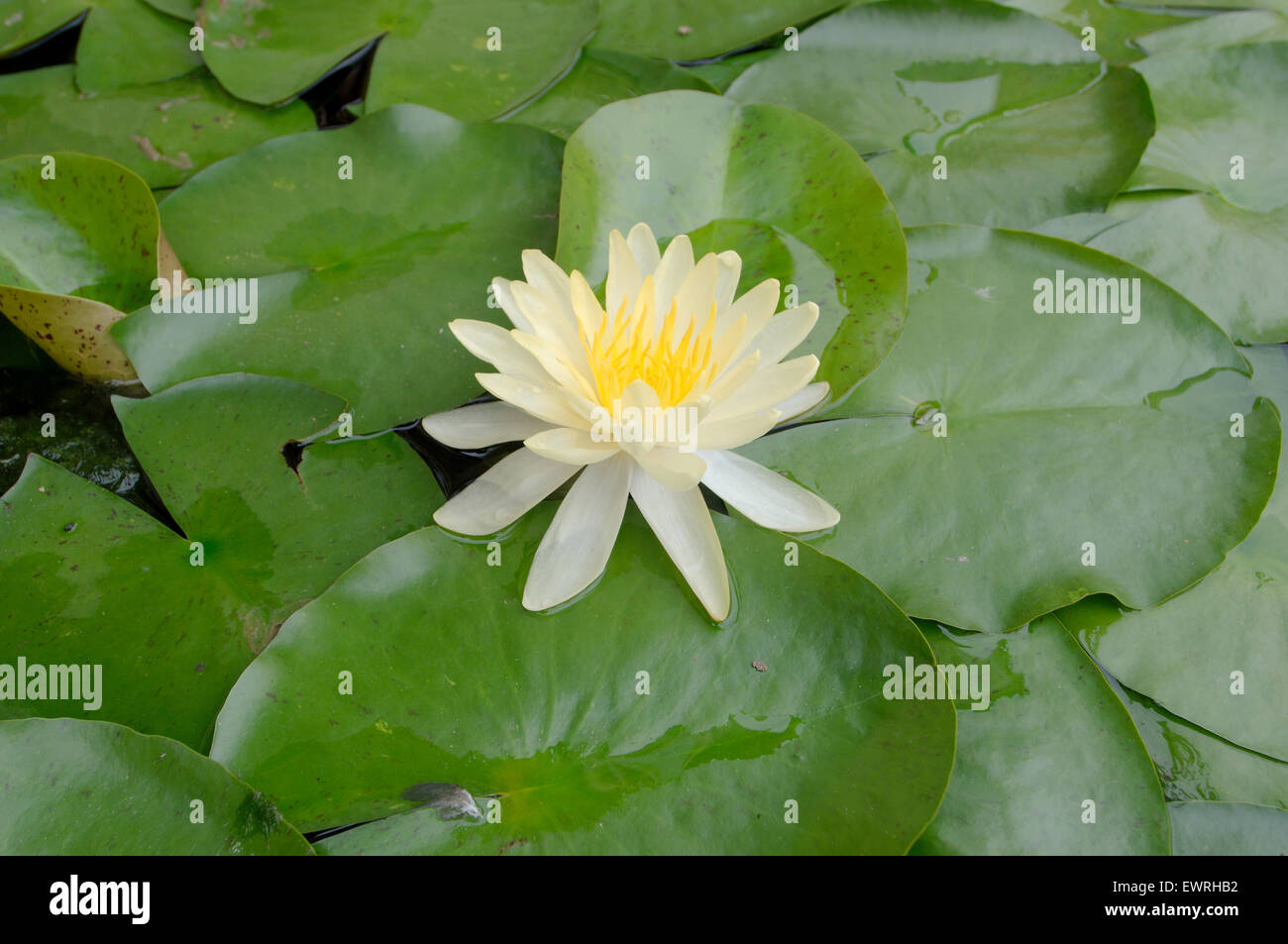 yellow lotus, American lotus, water-chinquapin or volee (Nelumbo lutea ...