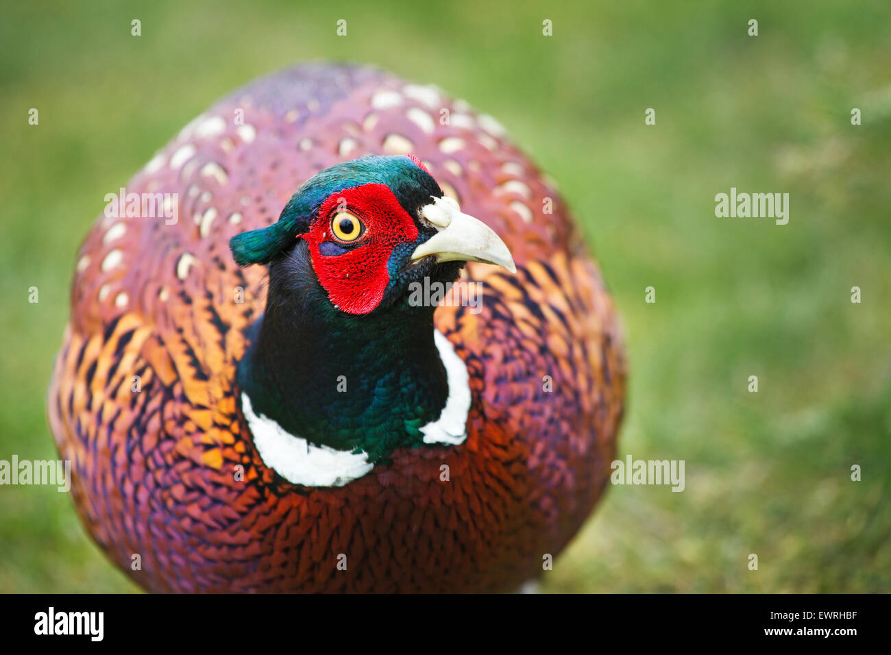 A Cock Pheasant Stock Photo - Alamy