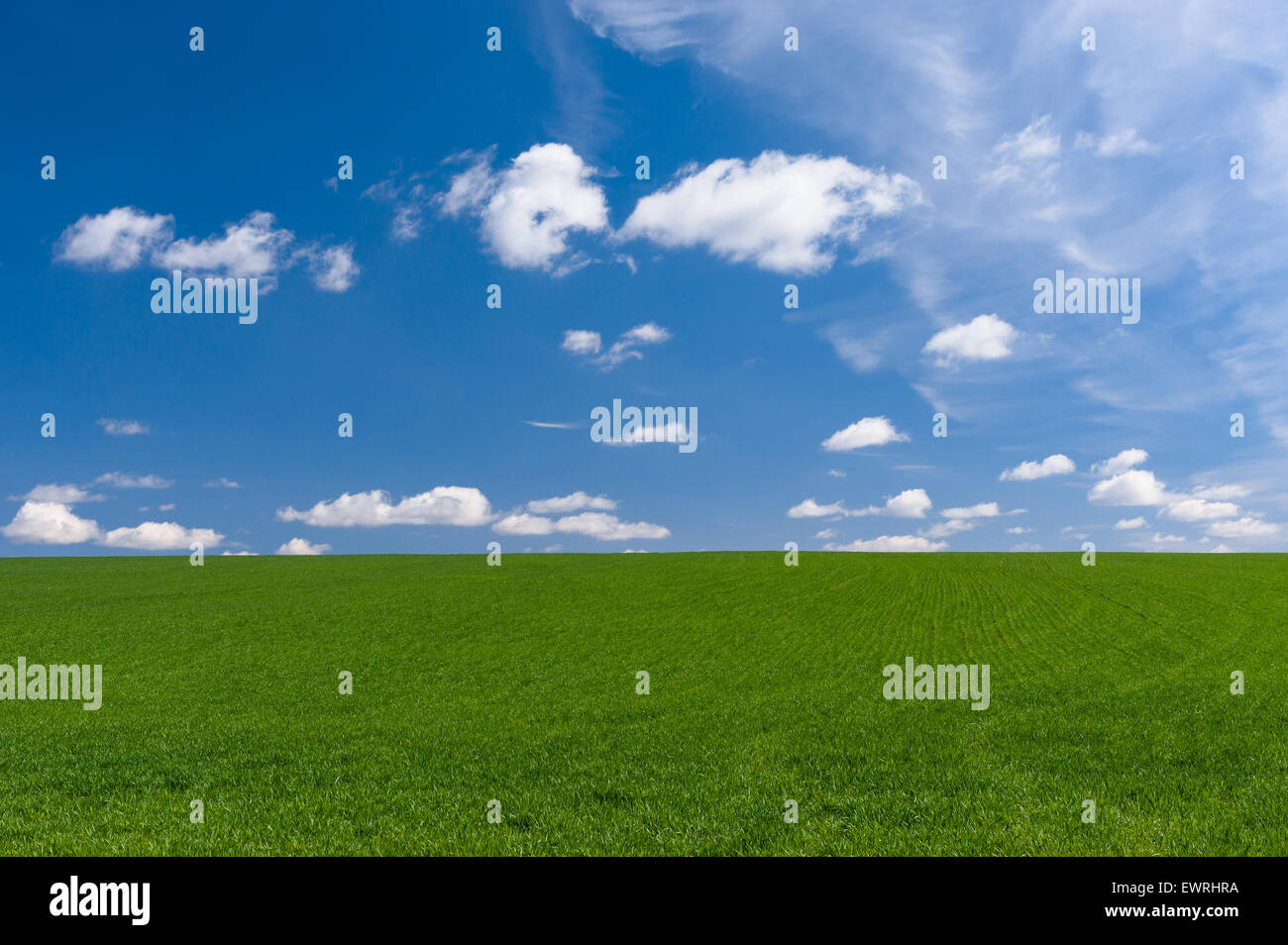 Spring landscape with blue sky, white clouds and green winter crops ...