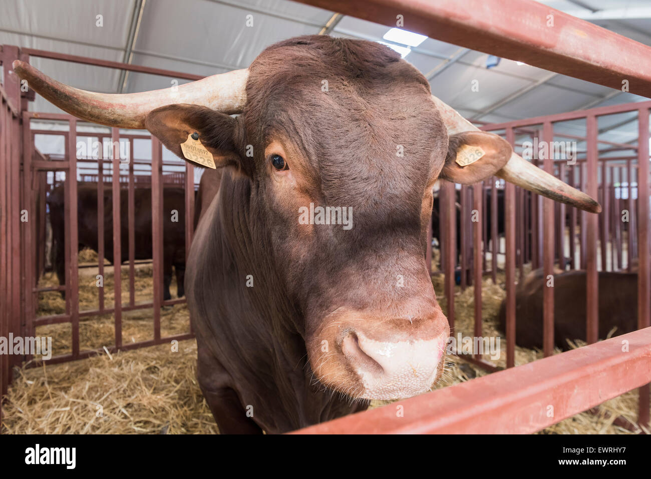 Big Bull With Horns Stock Photos & Big Bull With Horns Stock Images - Alamy