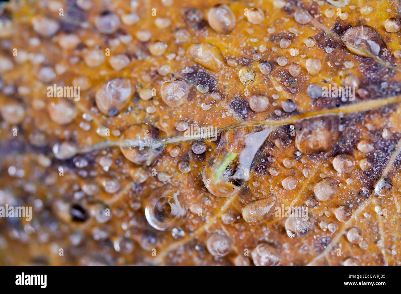 Frozen droplets of water on fallen autumn leaf. Close up Stock Photo ...