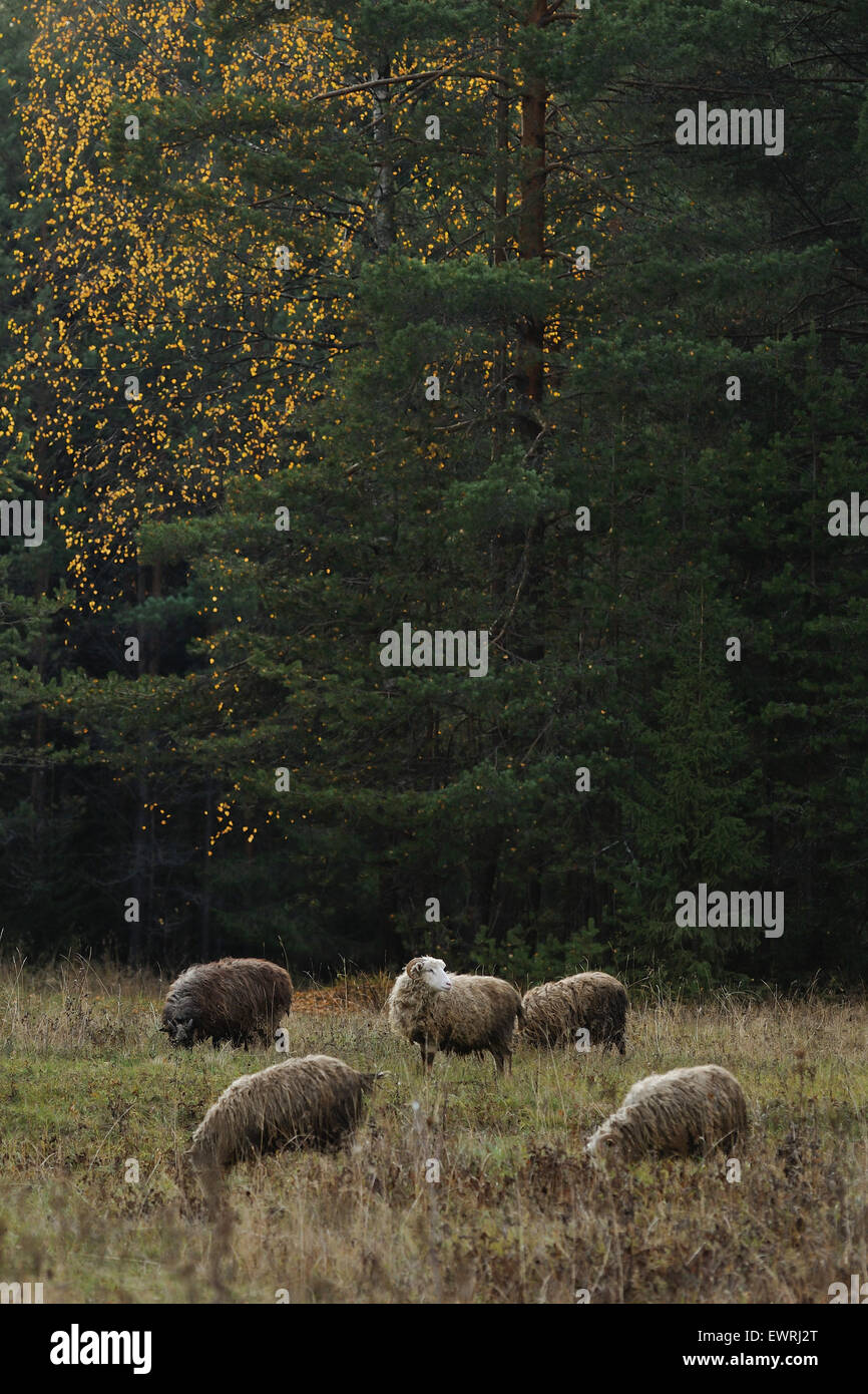 Sheep and autumn leaf hi-res stock photography and images - Alamy