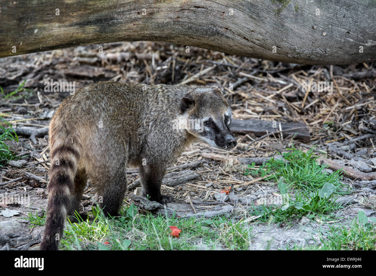 South American coati / ring-tailed coati (Nasua nasua) native to ...
