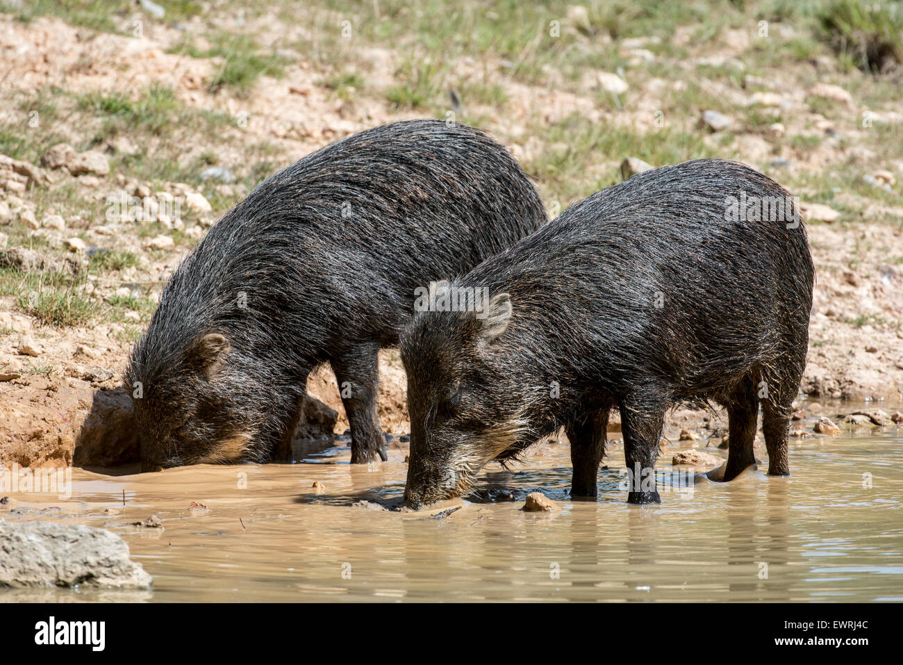 Two white-lipped peccaries (Tayassu pecari) drinking water, native to ...