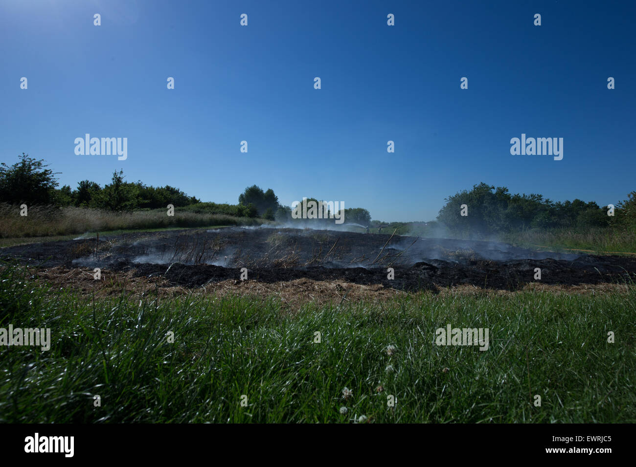 Milton Keynes, UK. 30th June 2015. The hot weather aids the rapid ...