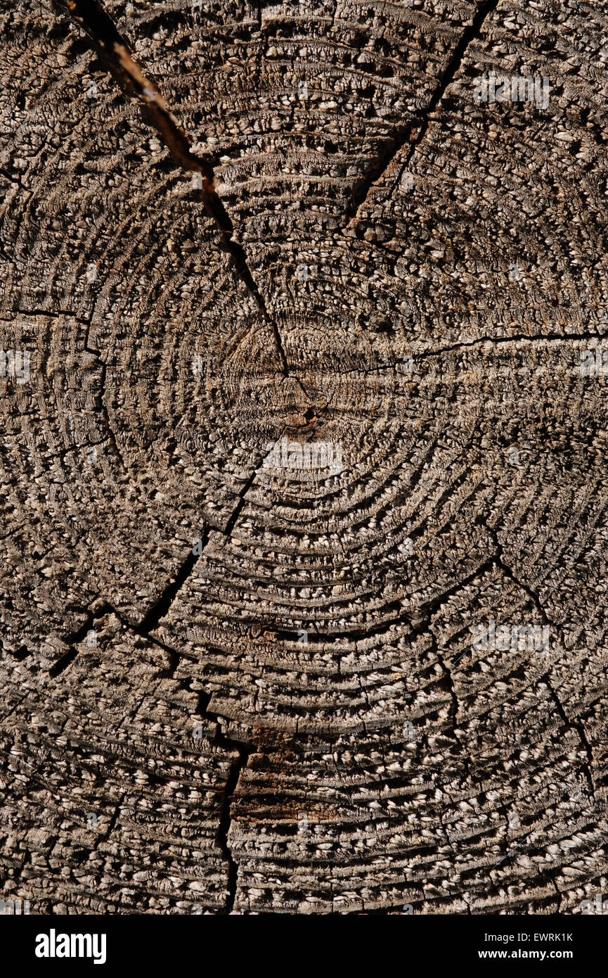 grown old wooden texture with cracks Stock Photo - Alamy
