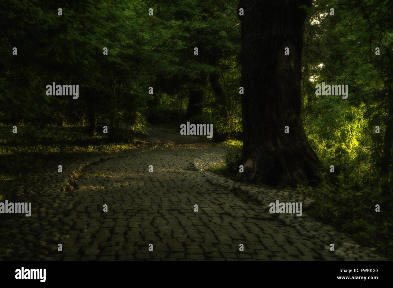 Winding footpath dark forest hi-res stock photography and images - Alamy