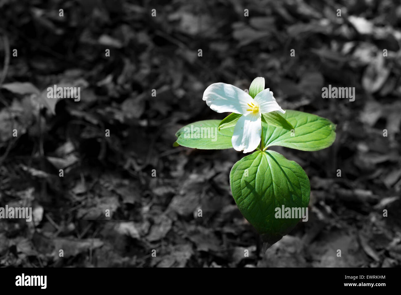 Trillium flower hi-res stock photography and images - Alamy