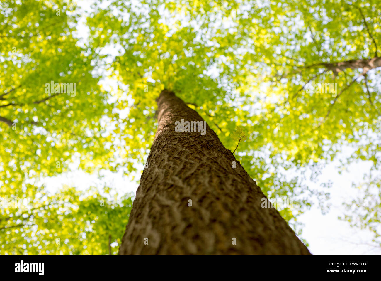 View from below of a maple tree trunk with branches spreading out Stock ...