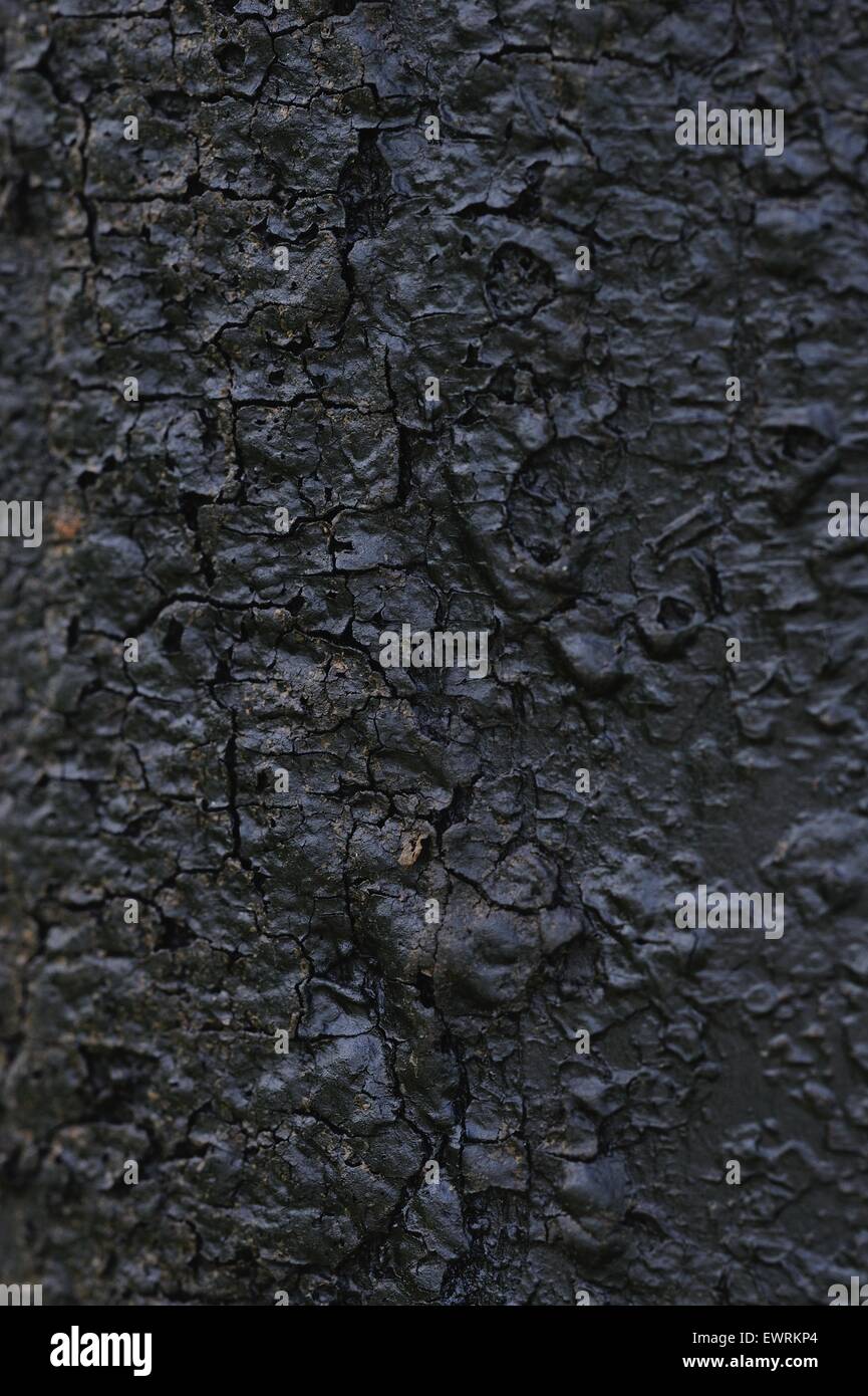 Black resin hi-res stock photography and images - Alamy