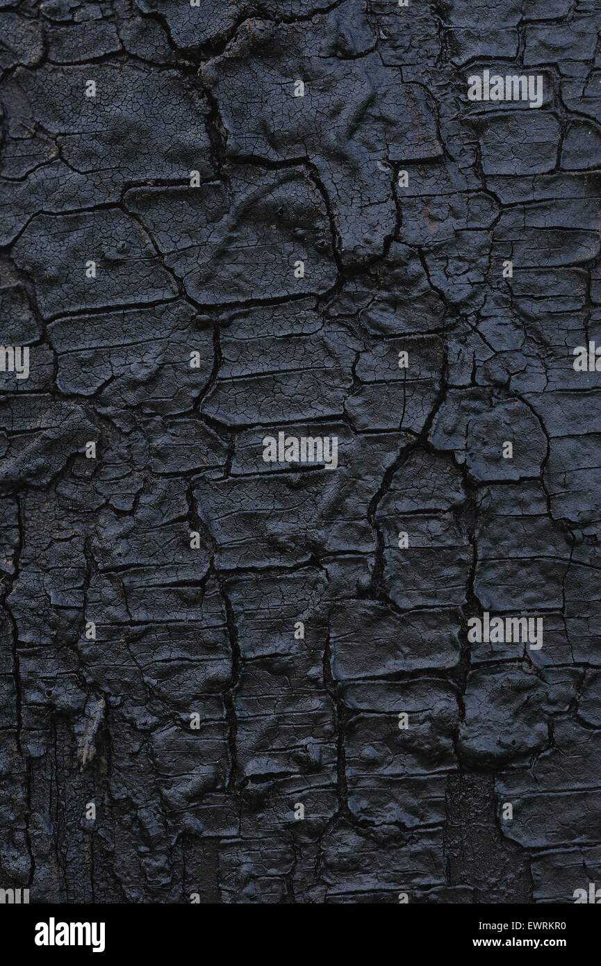 wooden texture, coated with black resin Stock Photo - Alamy