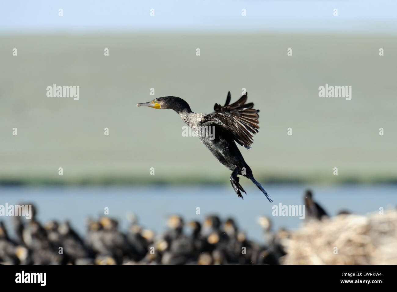 Great cormorant phalacrocorax carbo flock hi-res stock photography and ...