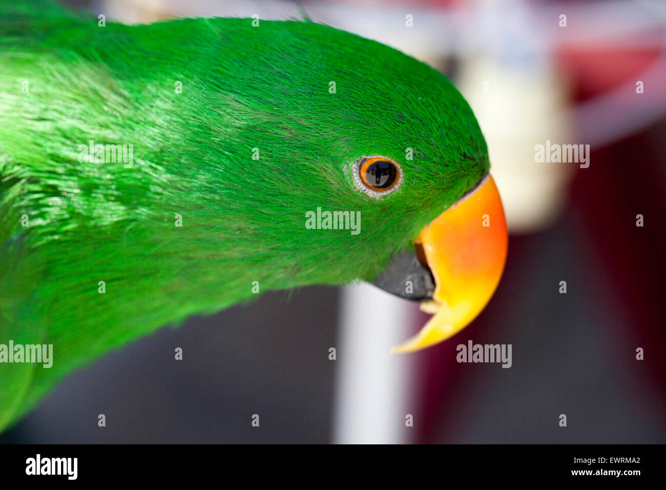 Talking parrot hi-res stock photography and images - Alamy