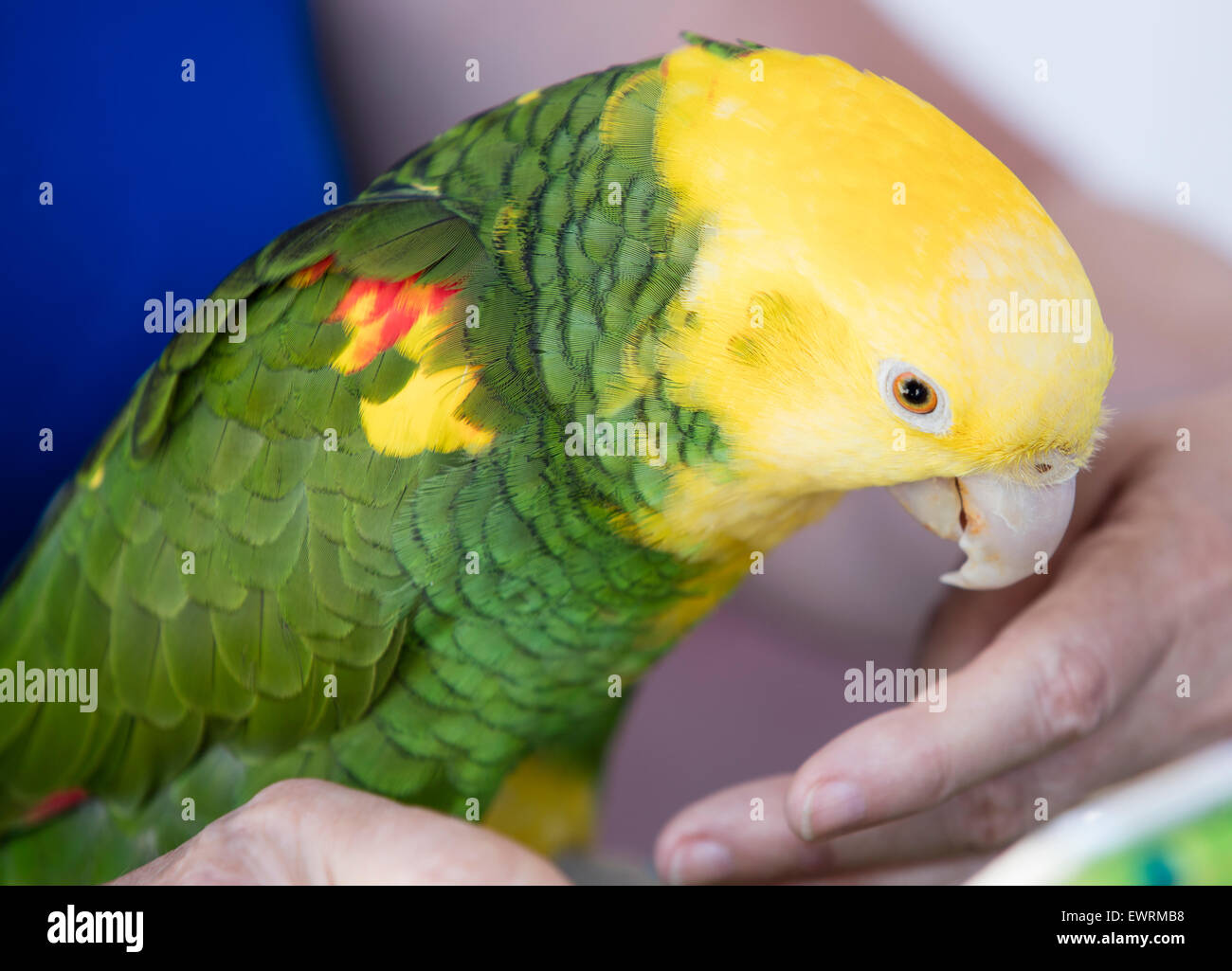 Green yellow parrots community bird hi-res stock photography and images ...