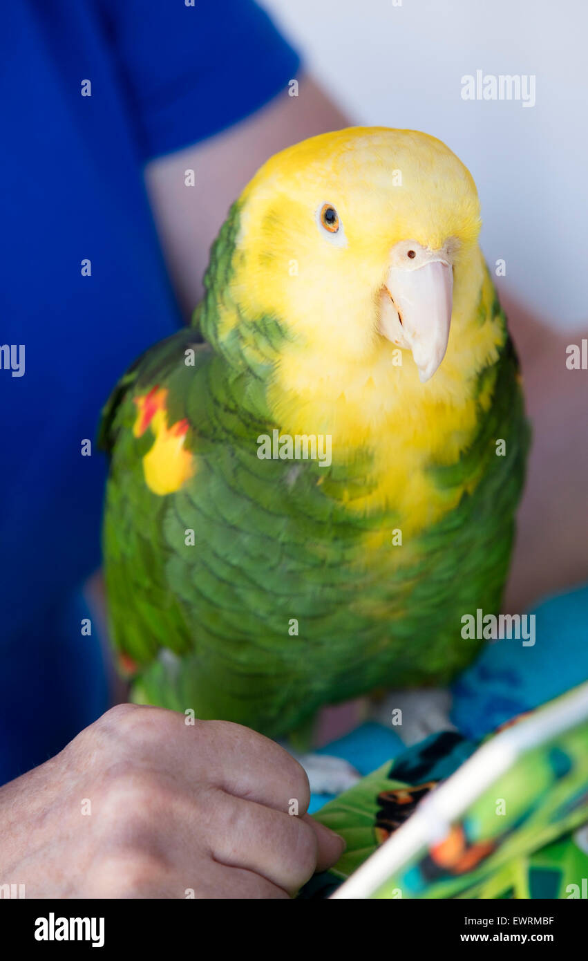 Green yellow parrots community bird hi-res stock photography and images ...