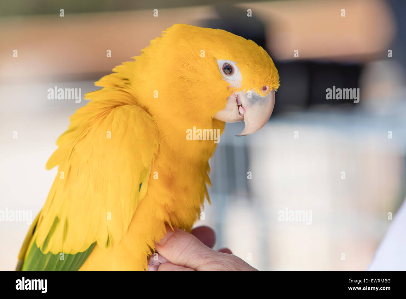 Green and yellow parrots at a community bird organization in Encinitas ...