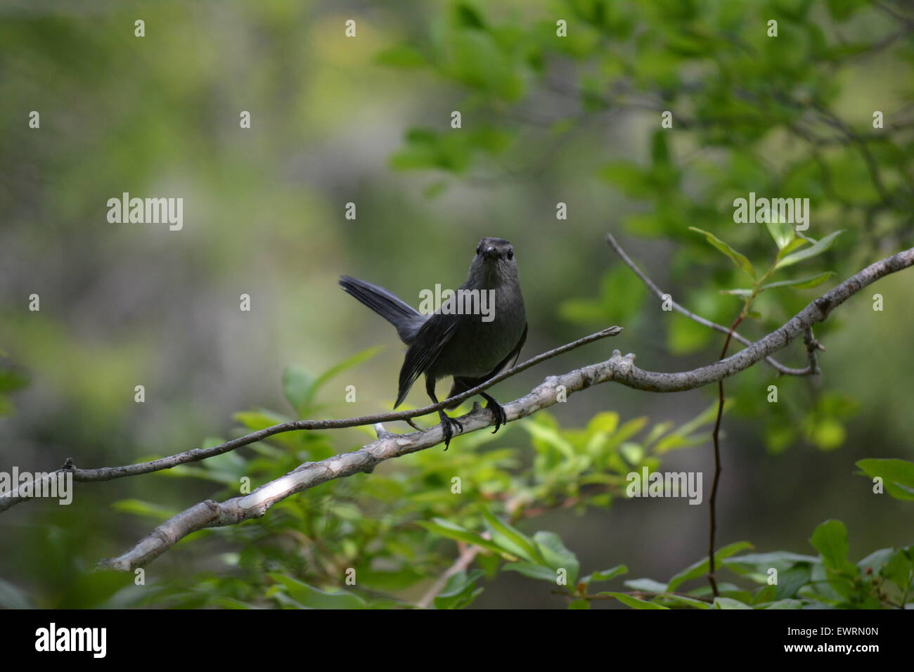 A black bird on a branch staring at the cameraman Stock Photo - Alamy