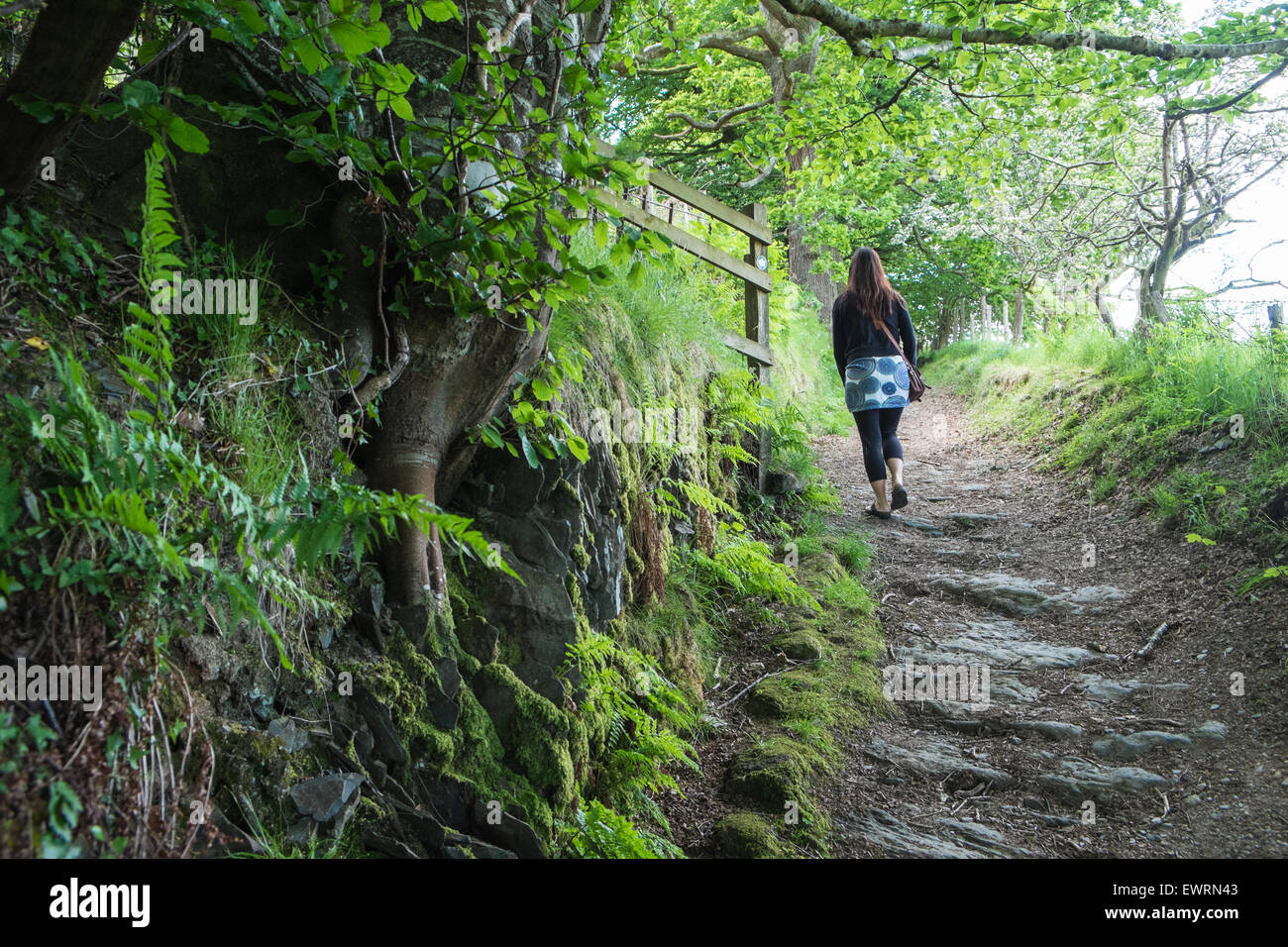 Hiking Roman Steps at Machynlleth,Powys,Wales Stock Photo - Alamy