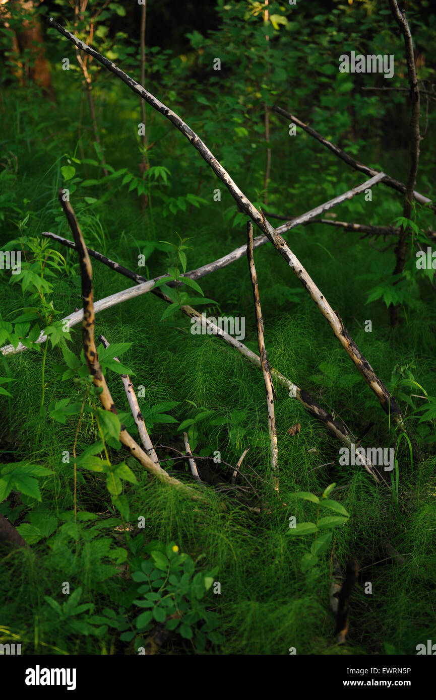 Dead tree fern trunk hi-res stock photography and images - Alamy