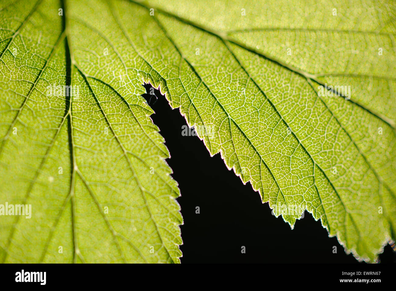 Close up of green leaves Stock Photo - Alamy