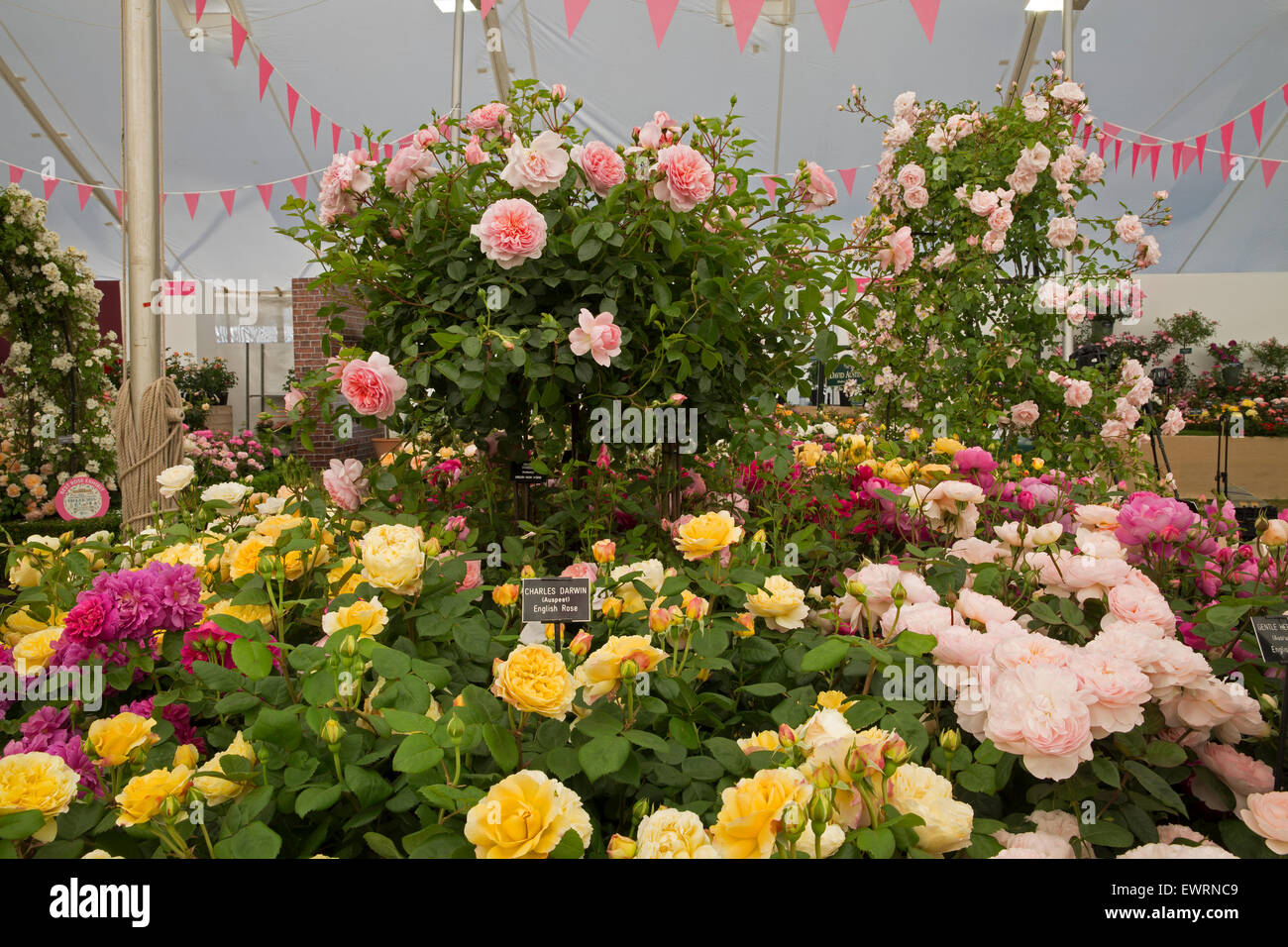 Rhs rose of the year hi-res stock photography and images - Alamy