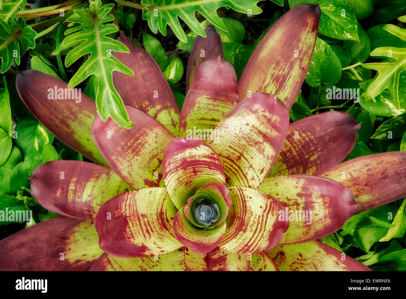 Close up of colorful Bromeliad. The Big Island, Hawaii Stock Photo - Alamy