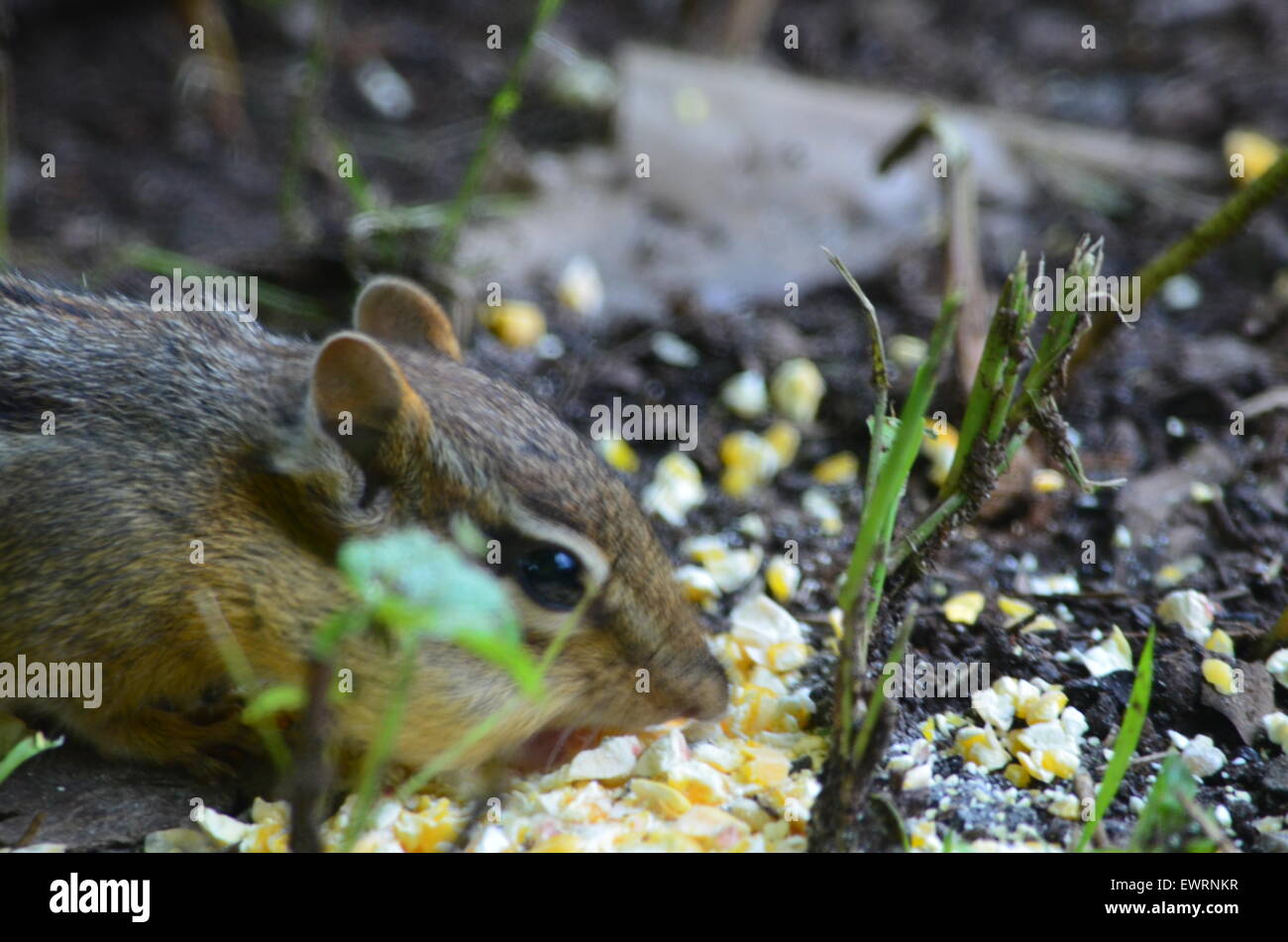 Chipmunks eating hi-res stock photography and images - Alamy