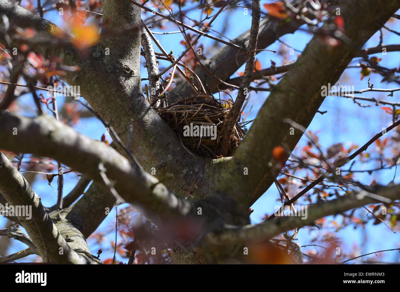 Bird nest sticks hi-res stock photography and images - Alamy
