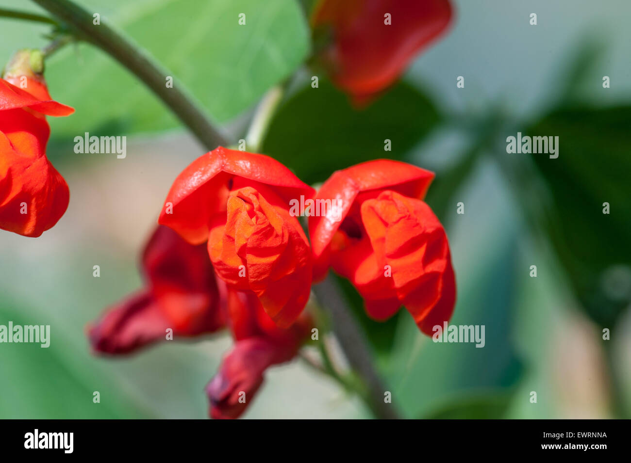 Runner bean flower hi-res stock photography and images - Alamy