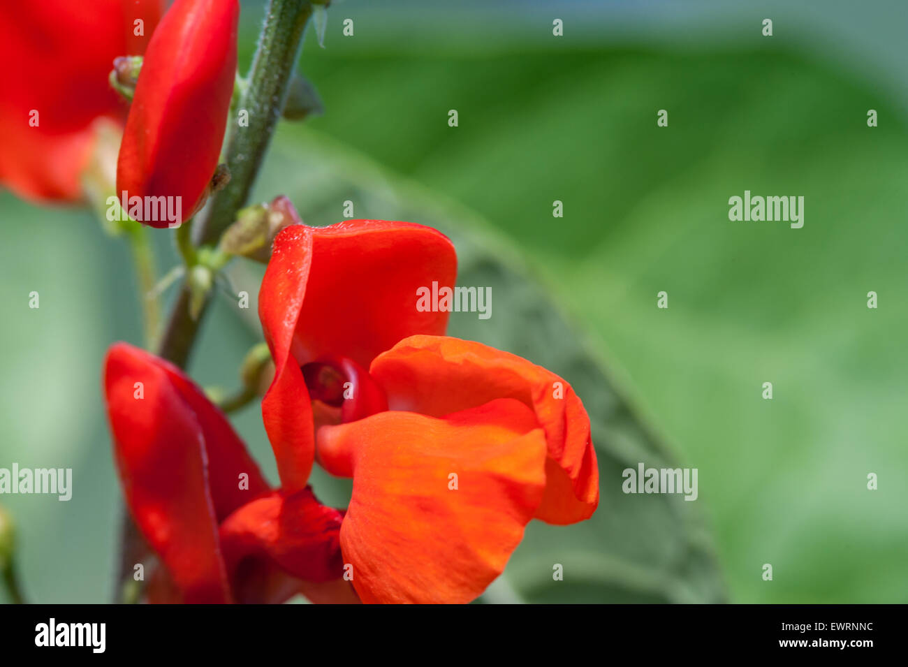 close up runner bean flower - phaseolus coccineus Stock Photo - Alamy