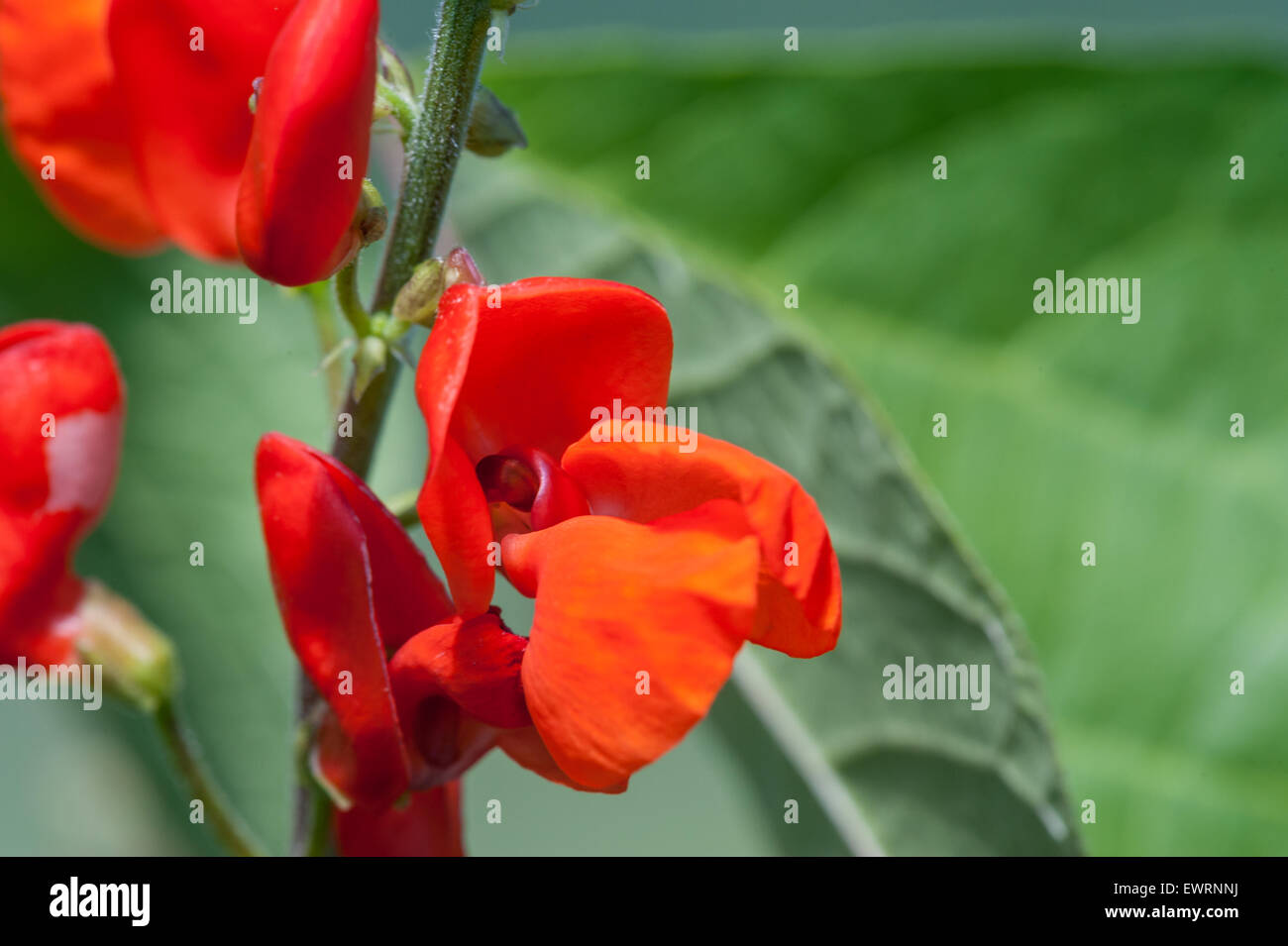 close up runner bean flower - phaseolus coccineus Stock Photo - Alamy