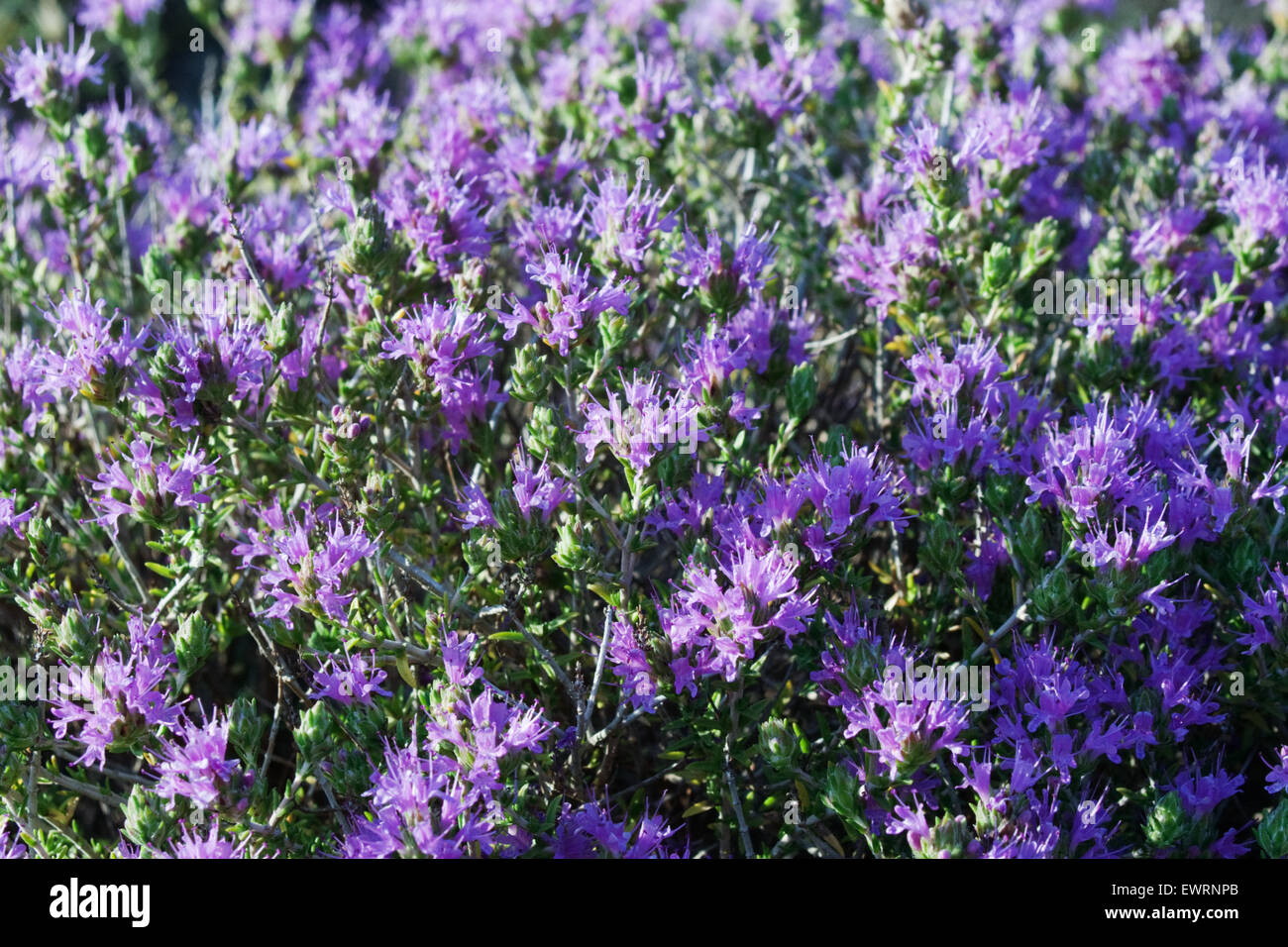 Closeup of sp. Codidothymus capitatus (thyme) plant flower blossoms ...