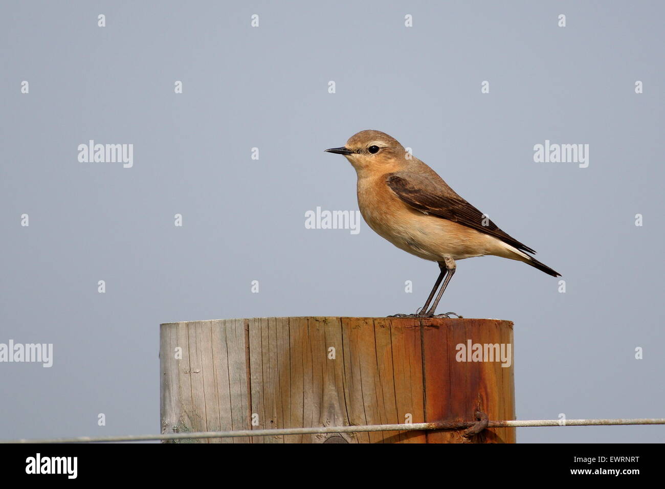 Female wheatear spring hi-res stock photography and images - Alamy