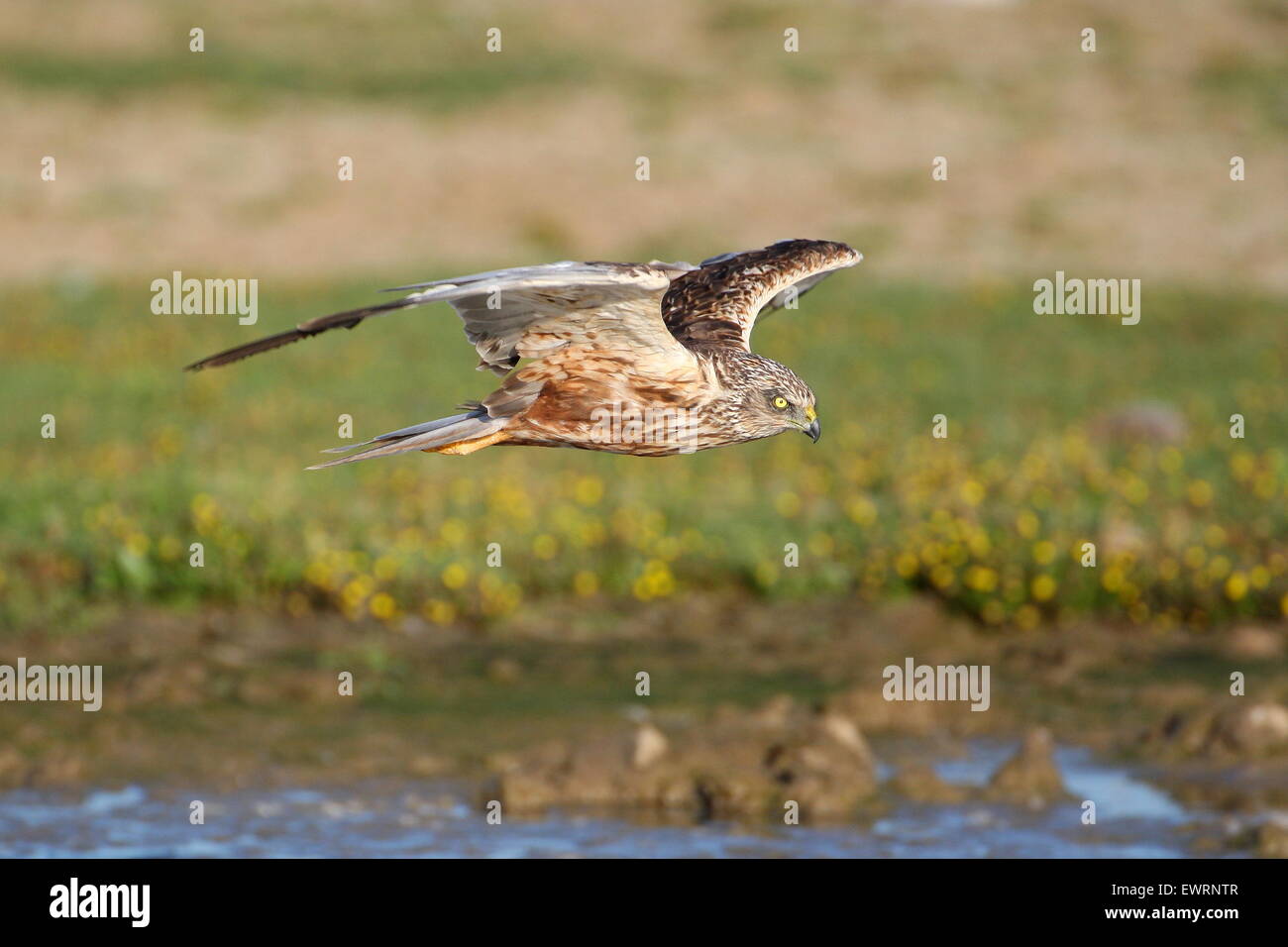 Marsh harriers hi-res stock photography and images - Alamy